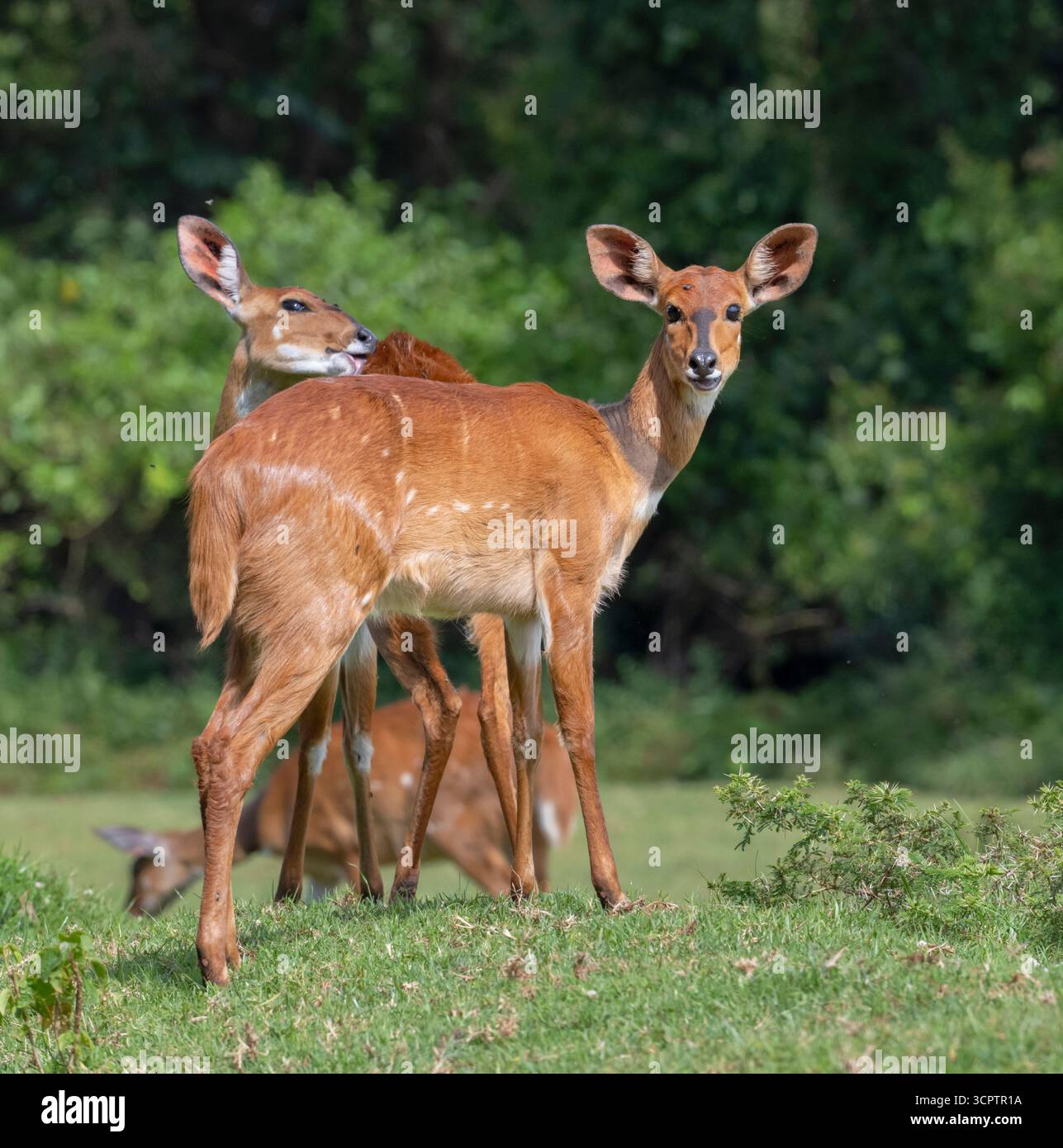 Bushback hi-res stock photography and images - Alamy