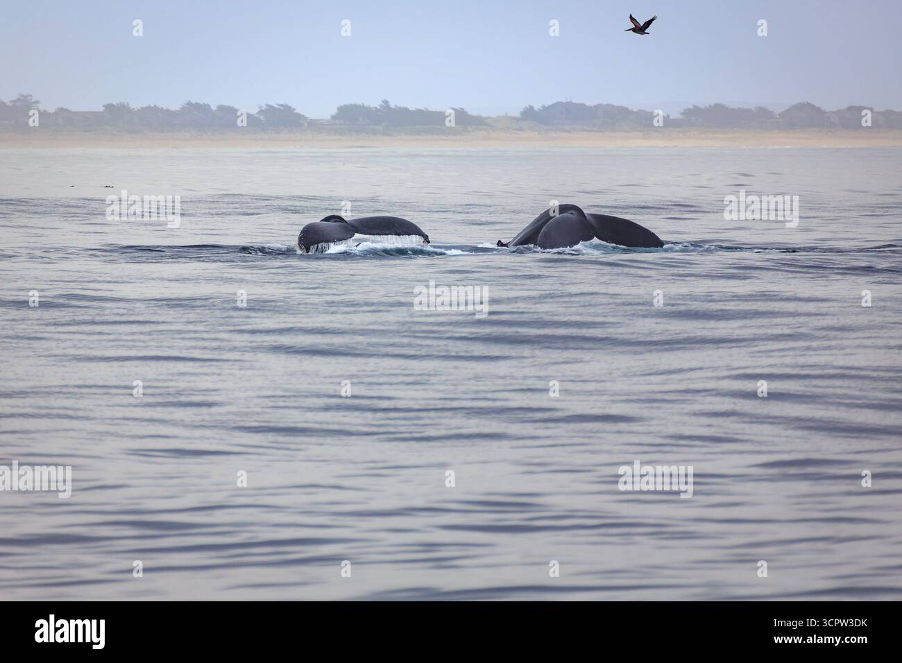 Two whales are diving into the ocean, their tails sticking out of the ...