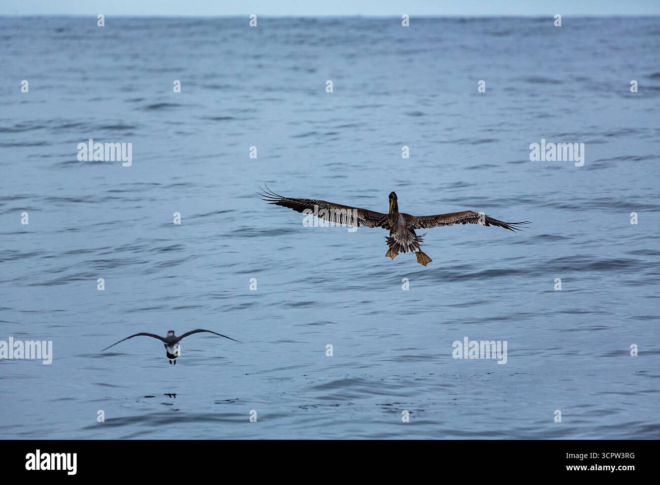 Two birds are flying over the ocean, one is a pelican and the other is ...