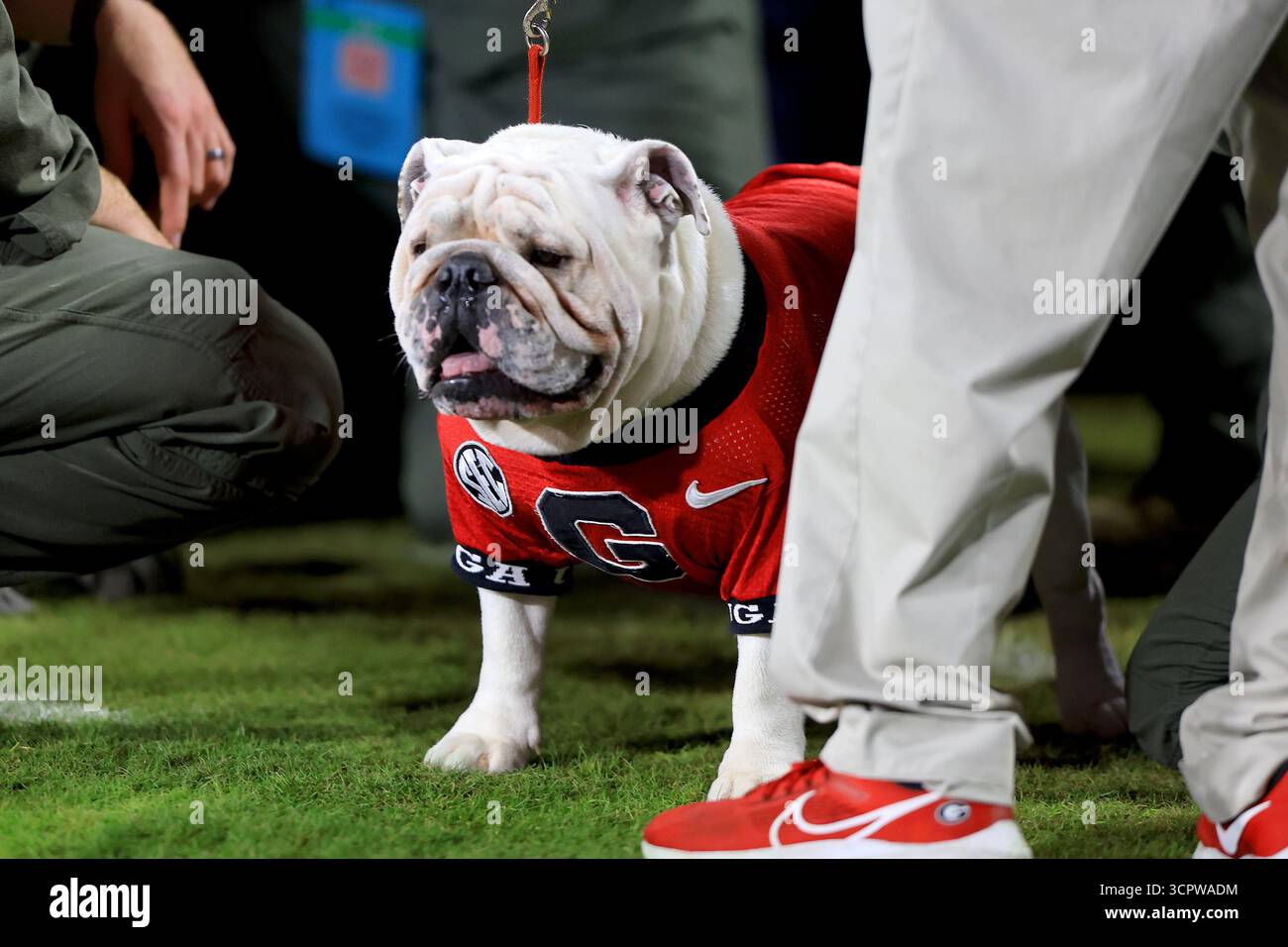 ATHENS, GA - SEPTEMBER 27: Georgia mascot UGA XI otherwise known as ...