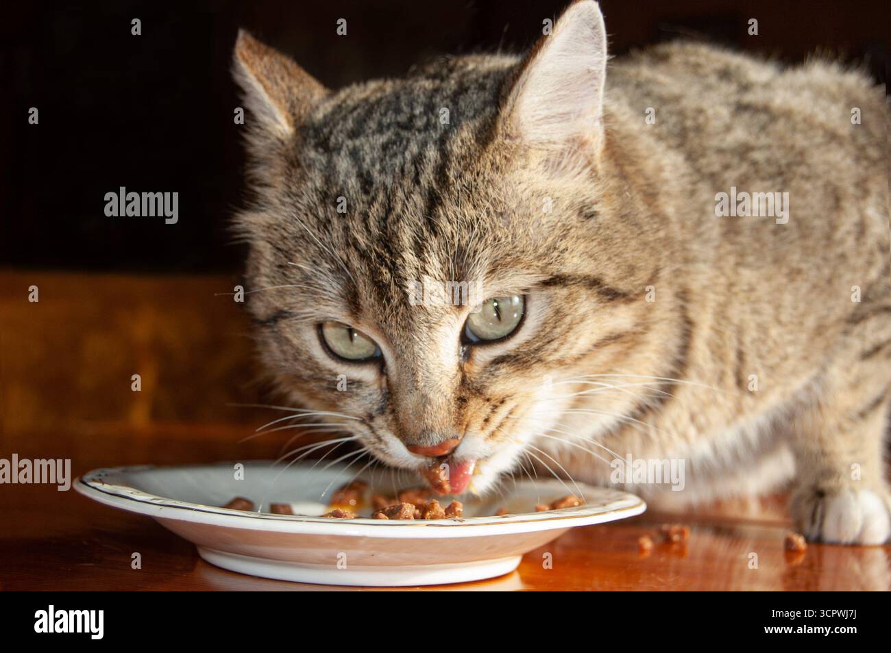 Tabby cat eating wet hi-res stock photography and images - Alamy