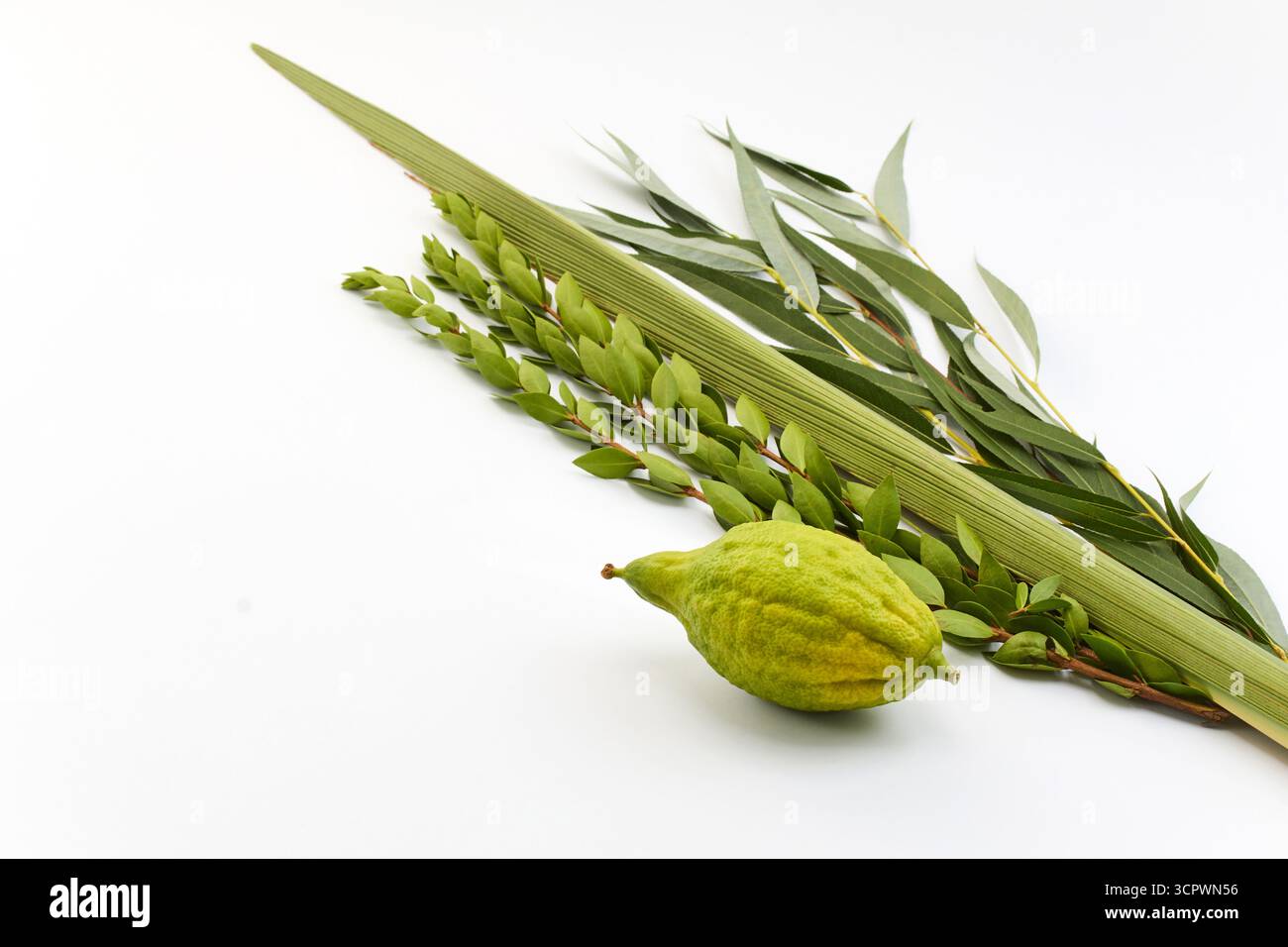 Lulav etrog symbolic in hi-res stock photography and images - Alamy