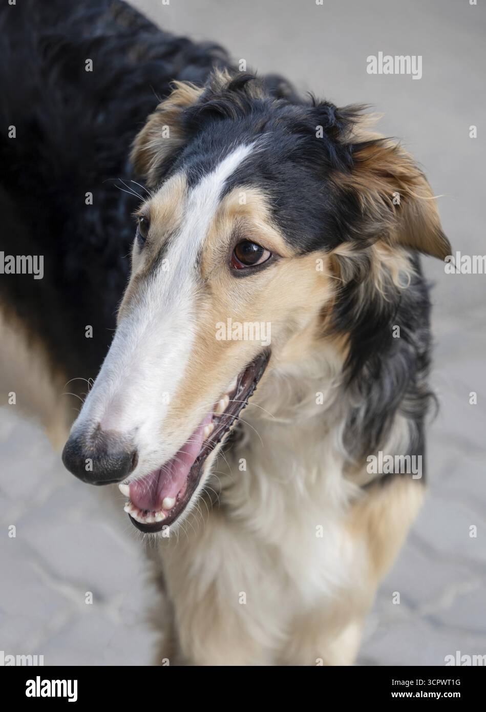 Closeup shot russian hunting hi-res stock photography and images - Alamy