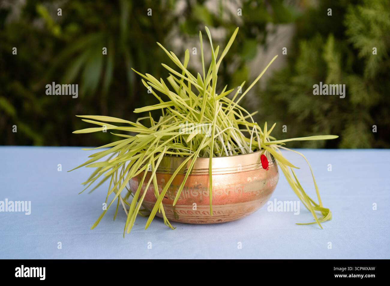 Ghatasthapana, the first day of Dashain festival in Nepal, where barley ...