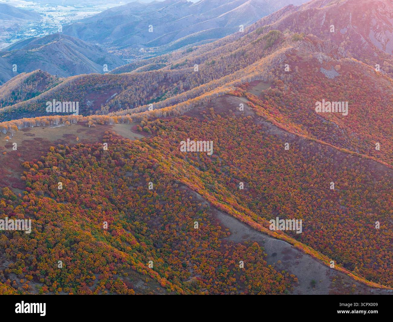 Aerial photo shows the autumn scenery of Huanggangliang National Forest ...