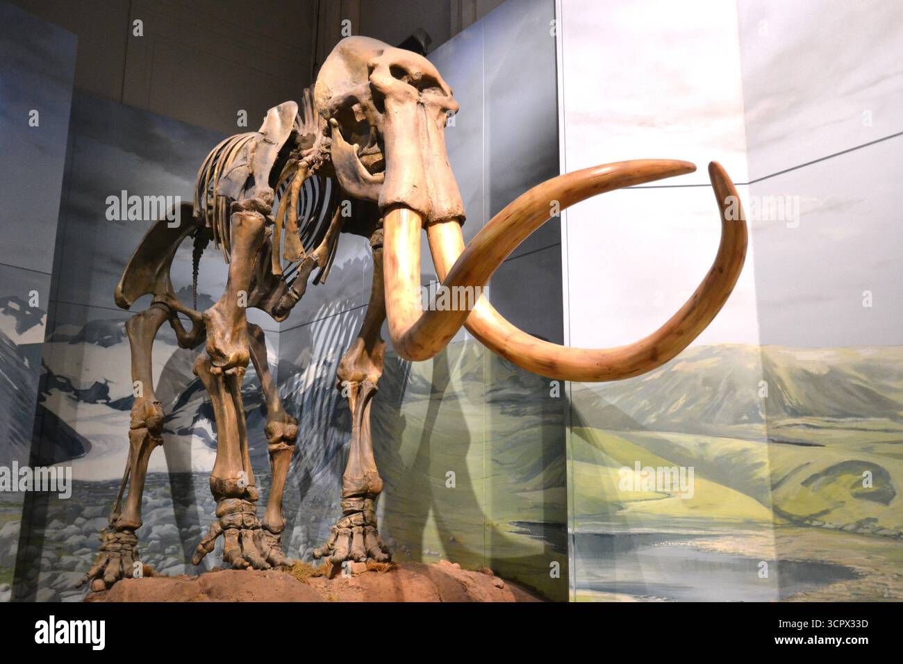 Woolly Mammoth Skeleton, Evolution of Wales Exhibition, National Museum ...