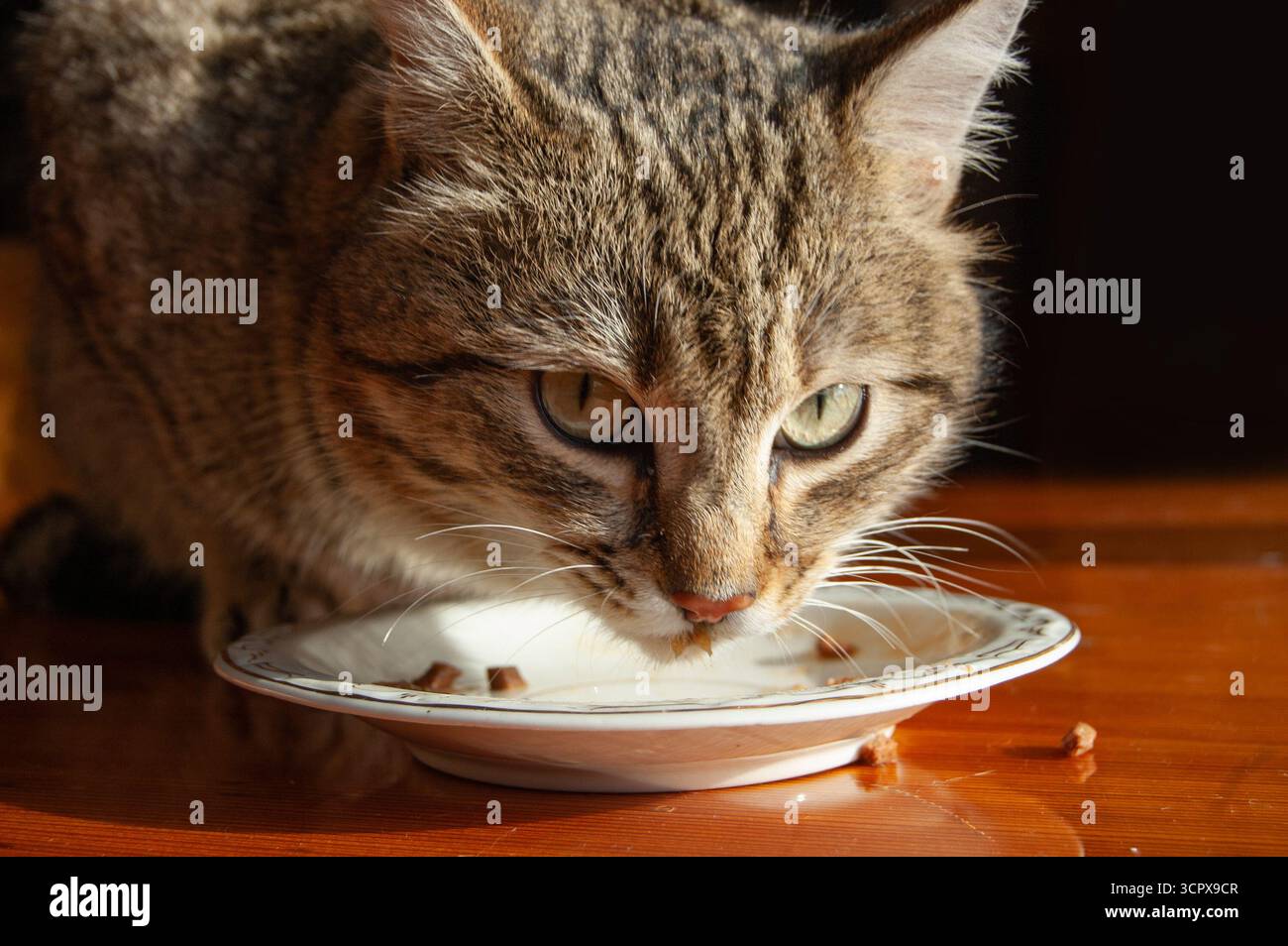 Tabby cat eating wet hi-res stock photography and images - Alamy