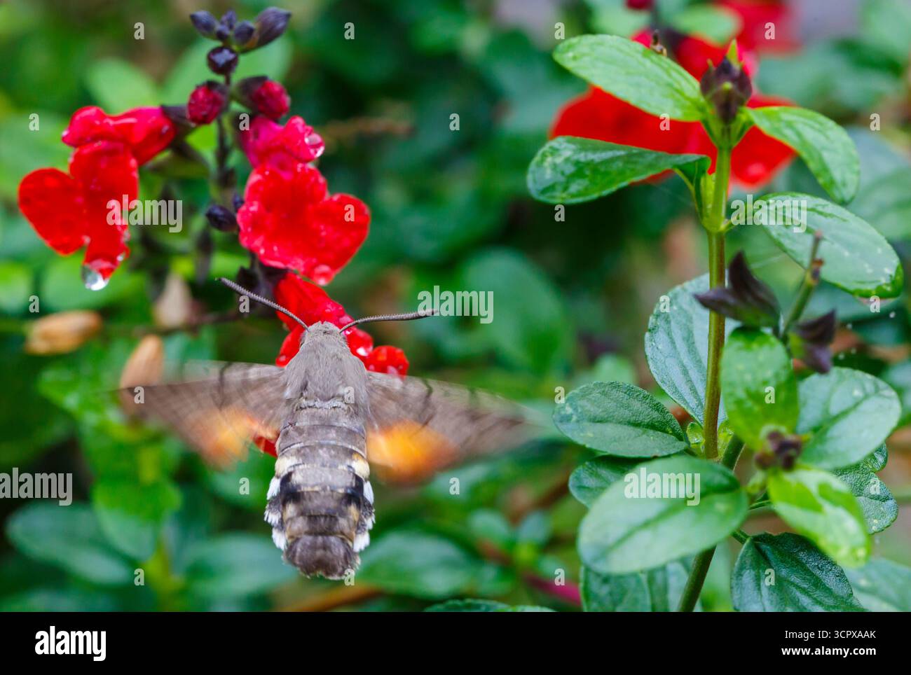 Bournemouth, Dorset UK. 28th September 2025. UK weather: Hummingbird ...