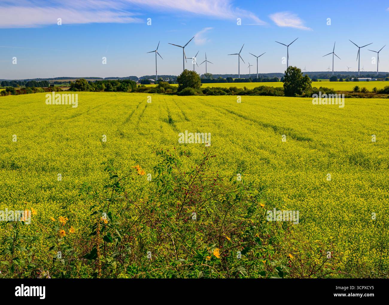 Biegen, Germany. 28th Sep, 2025. White mustard (Sinapis alba) blooms ...
