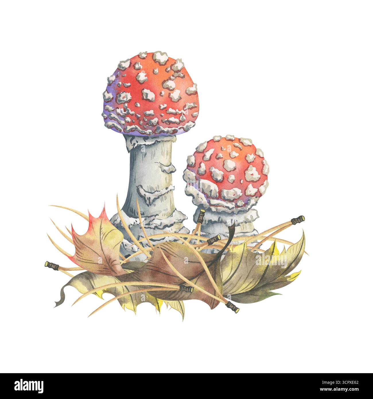 Young toadstool amanita muscaria Cut Out Stock Images & Pictures - Alamy