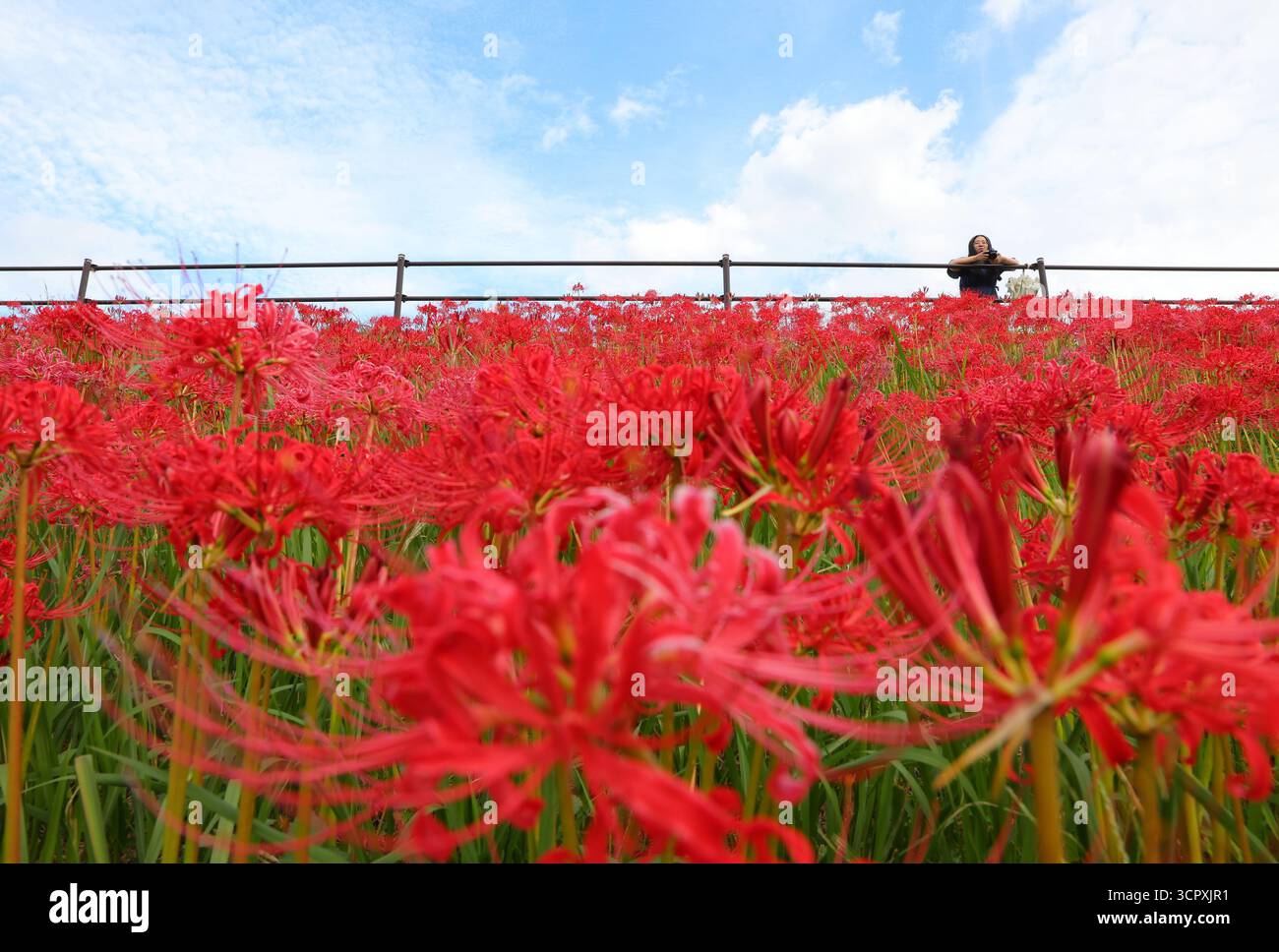 Red spider lilies are in full bloom along the banks of the Yakachi ...