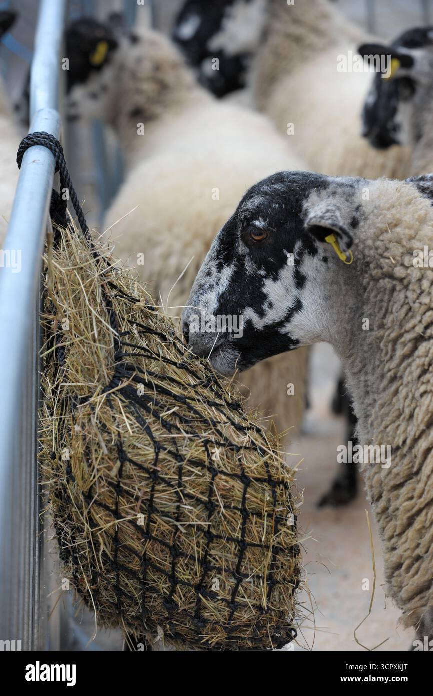 Southwark Bridge, London, United Kingdom. 28 September, 2025 – Sheep on ...