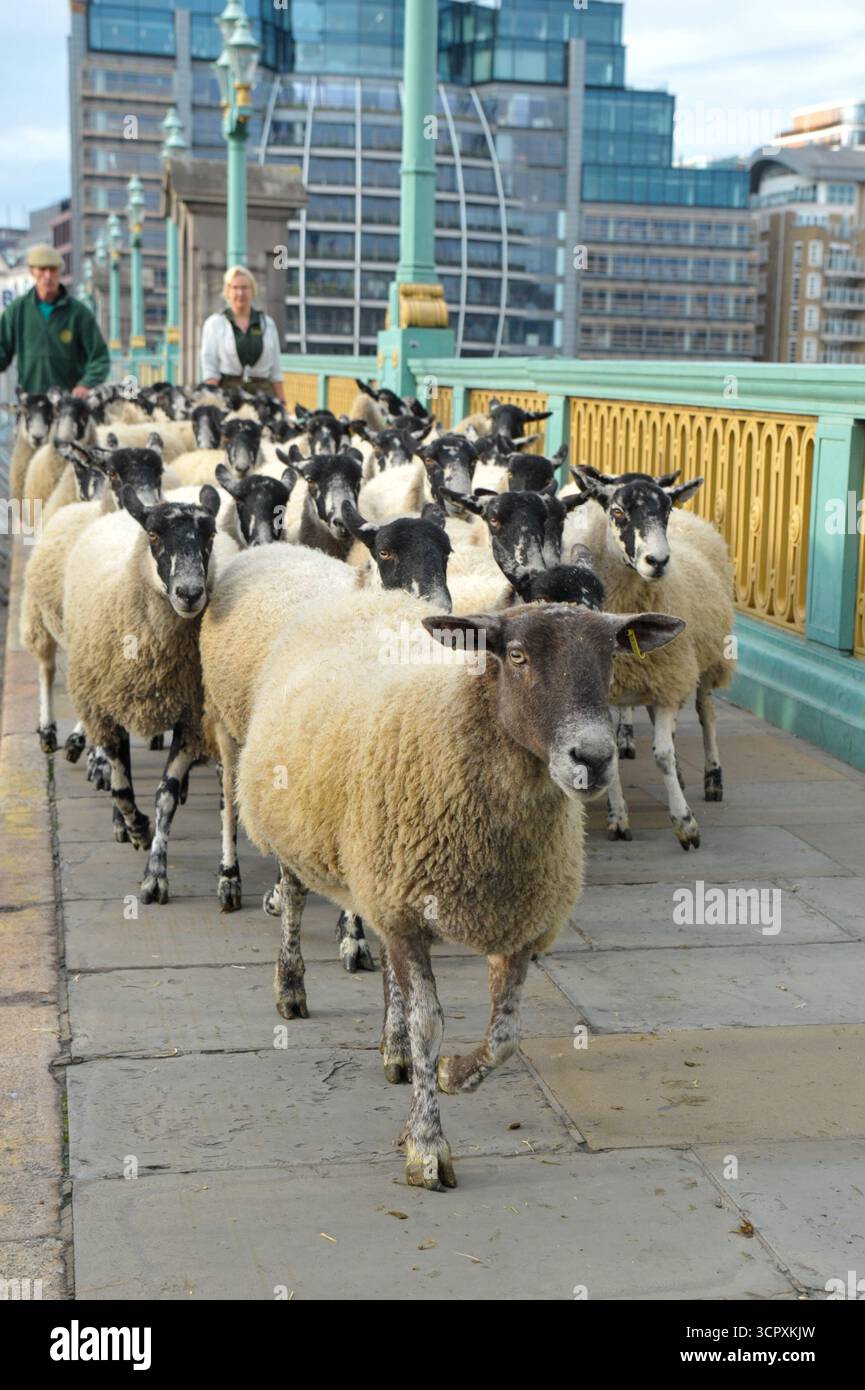 Southwark Bridge, London, United Kingdom. 28 September, 2025 – Sheep on ...