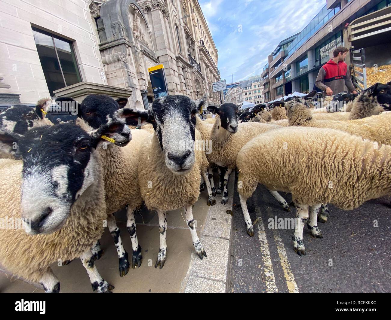 Southwark Bridge, London, United Kingdom. 28 September, 2025 – Sheep on ...