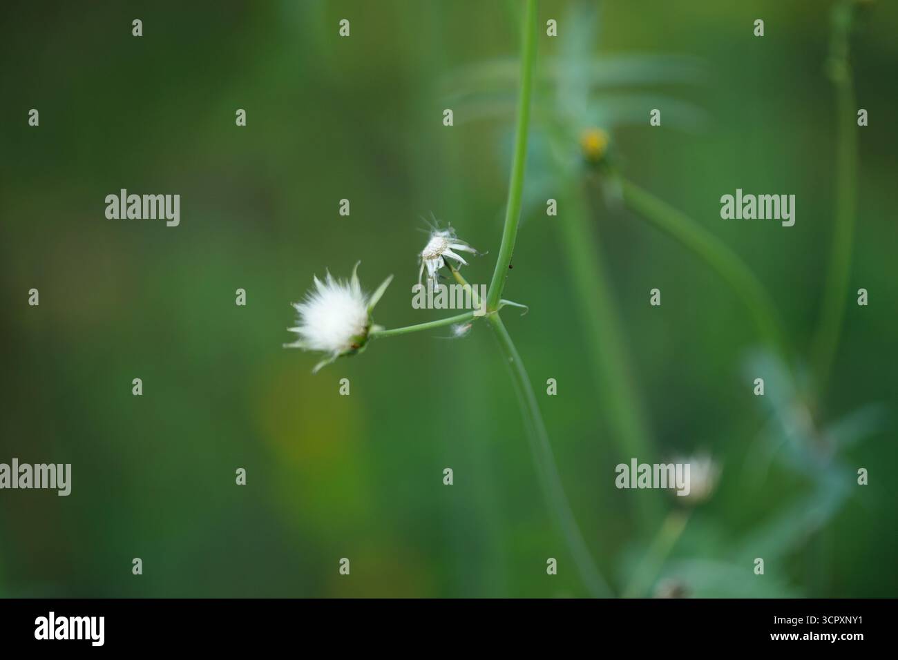 Close-up of two flowers, one white and fluffy, the other withered, on ...