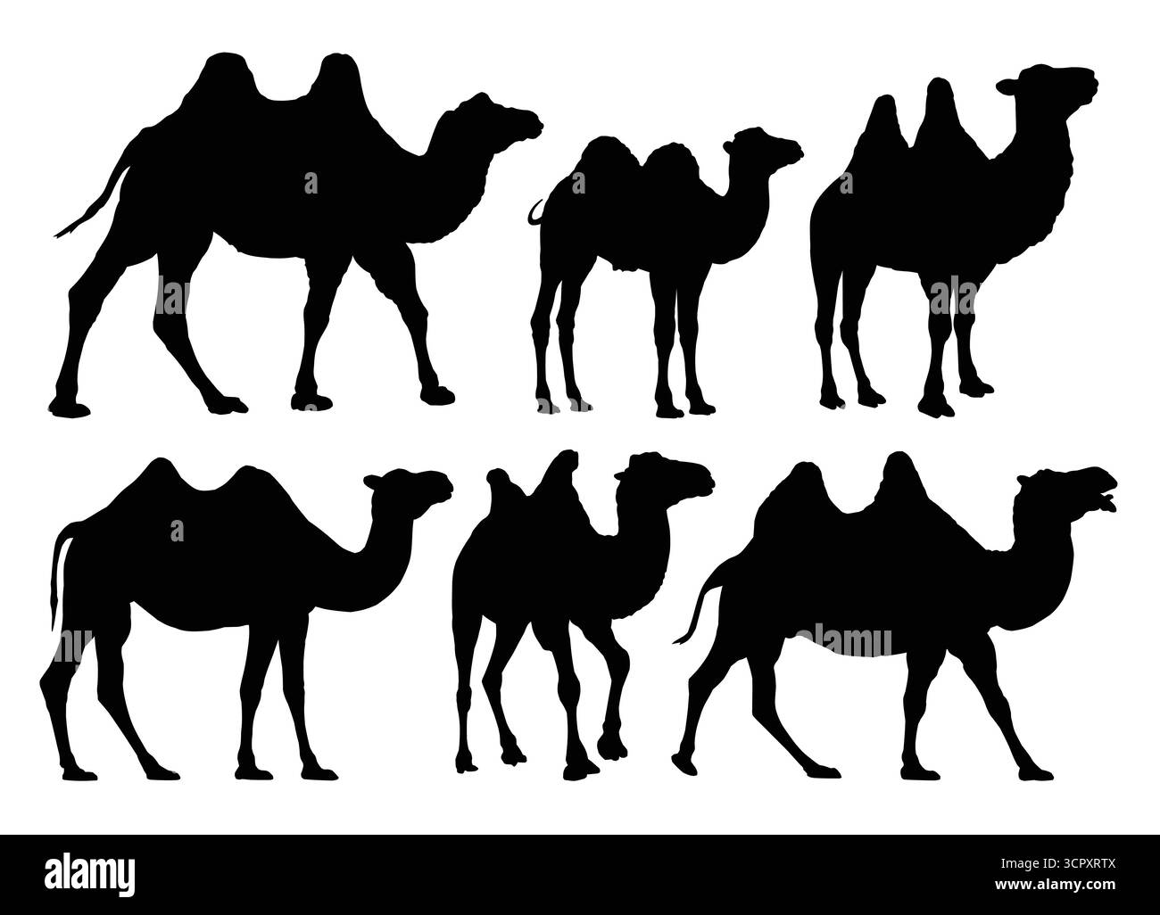 Camels vector vectors Black and White Stock Photos & Images - Alamy