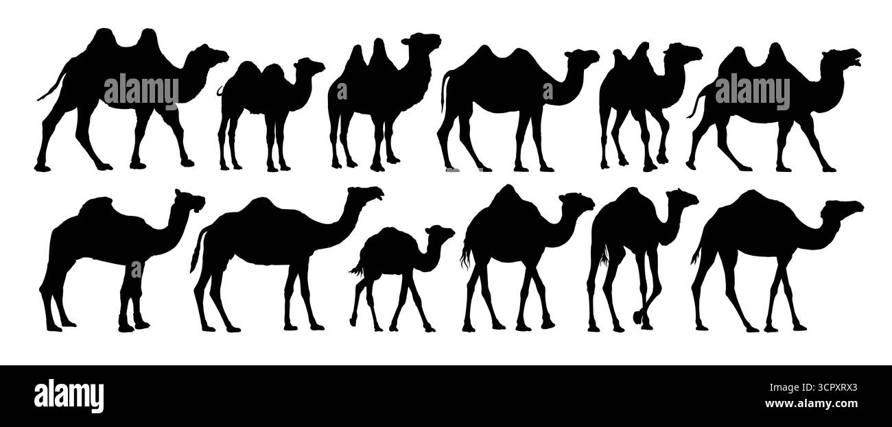 Camels vector vectors Black and White Stock Photos & Images - Alamy