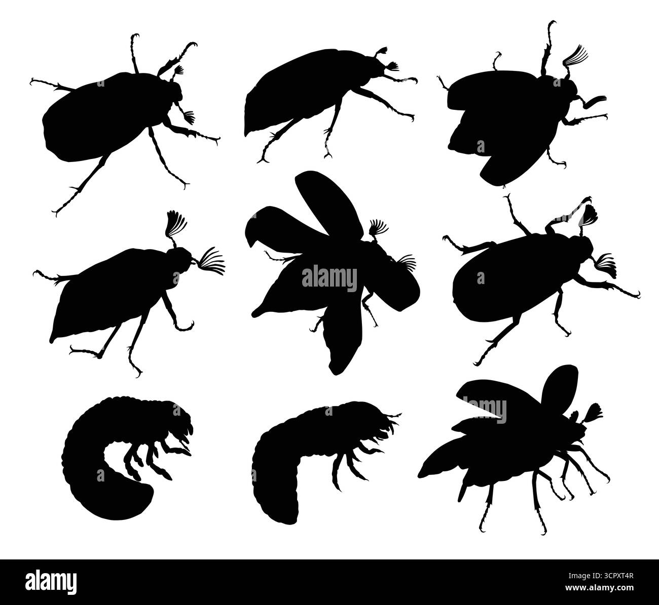 Larvae beetle Black and White Stock Photos & Images - Alamy