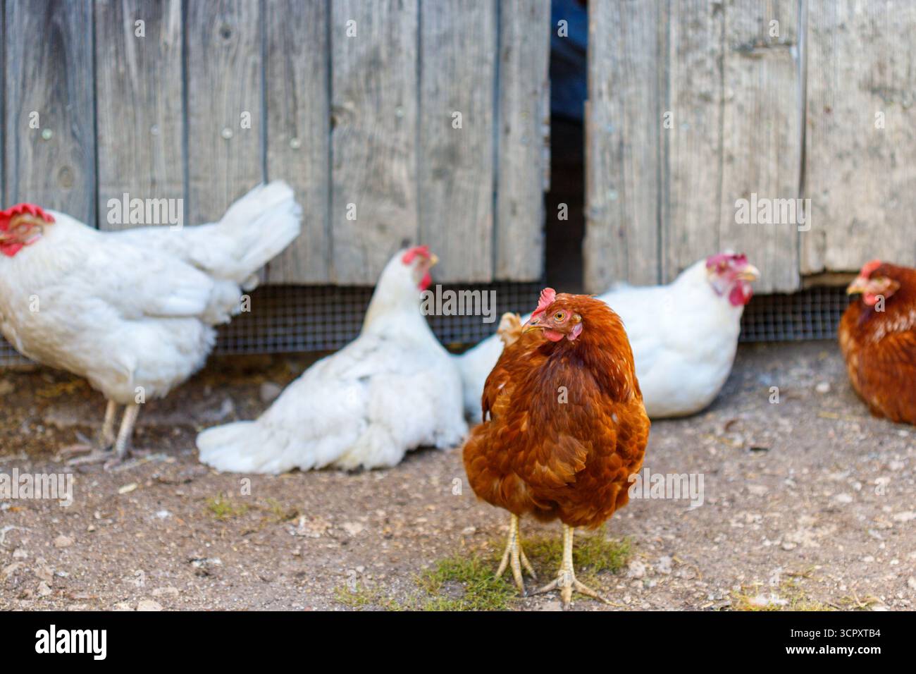 Close up several chickens feet hi-res stock photography and images - Alamy