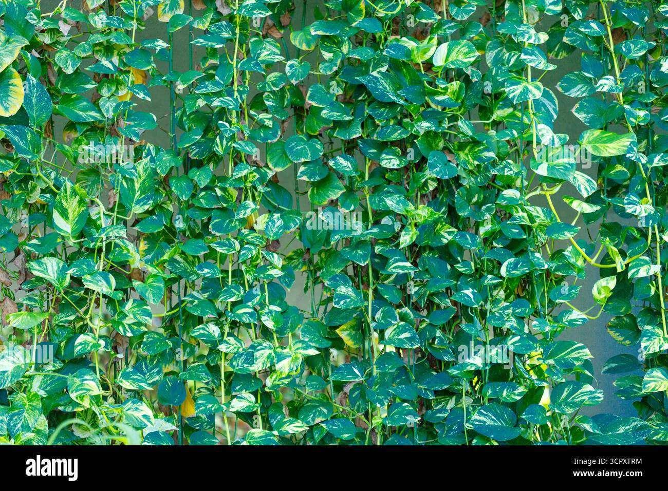 A dense curtain of variegated green and yellow pothos vines hangs ...