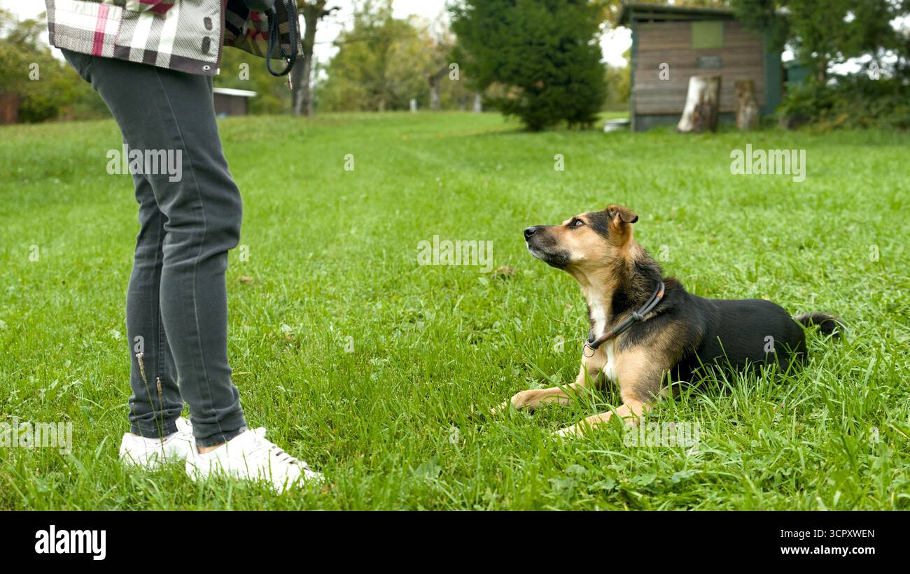 Pet owner interaction hi-res stock photography and images - Alamy