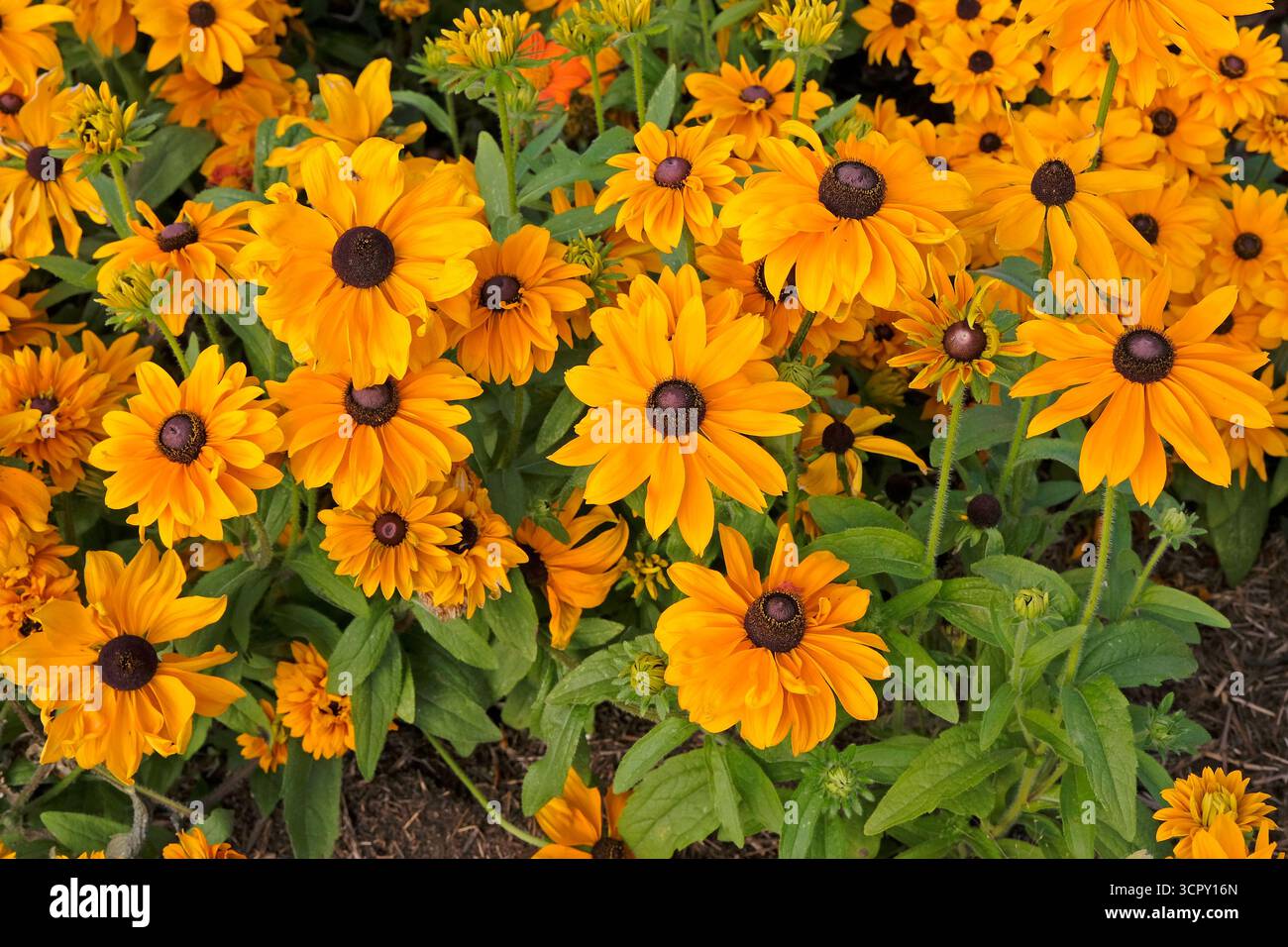 Bright yellow golden Rudbeckia hirta ‘Goldilocks’, also known as a ...