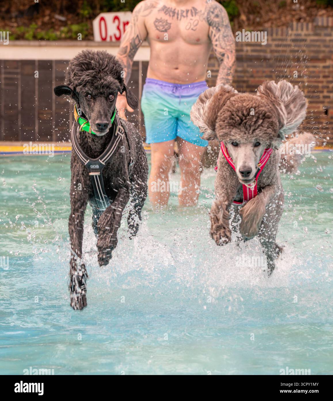 Standard poodles Thor (left) and Rain make the most of the Saltdean ...
