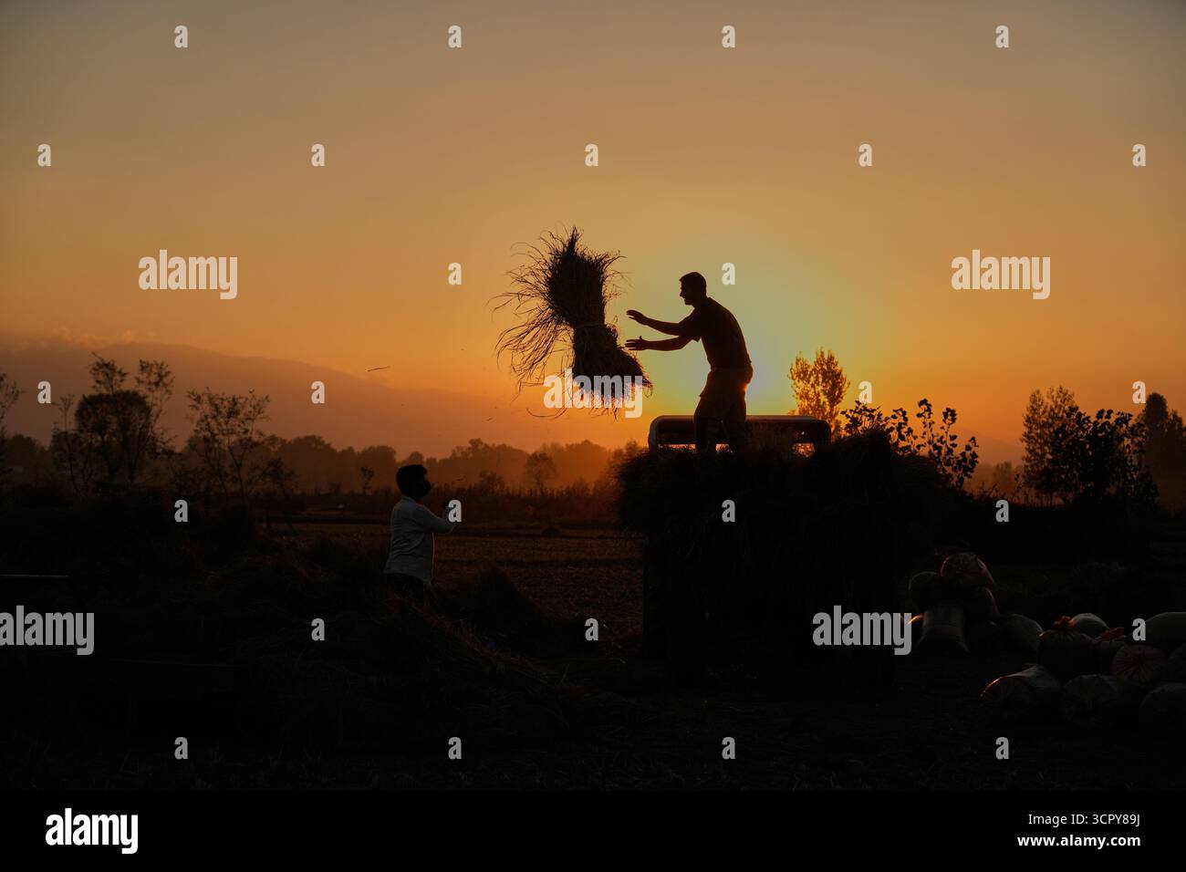 Farmers load harvest a rice field on the outskirts of Srinagar, Indian ...