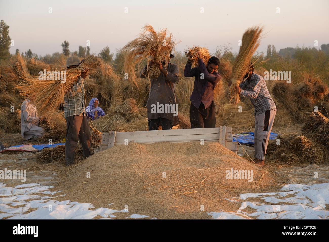Kashmiri farmers thresh paddies after harvest in a rice field on the ...