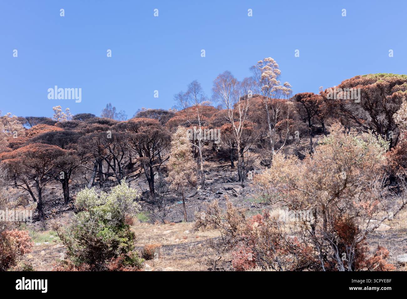 Burnt forest and scorched land after wildfire near Tarifa, Andalusia ...