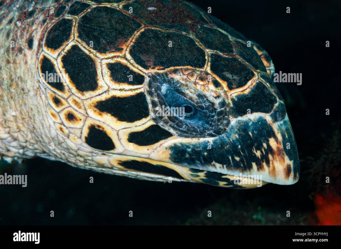 Tortuga eretmochelys imbricata hi-res stock photography and images - Alamy