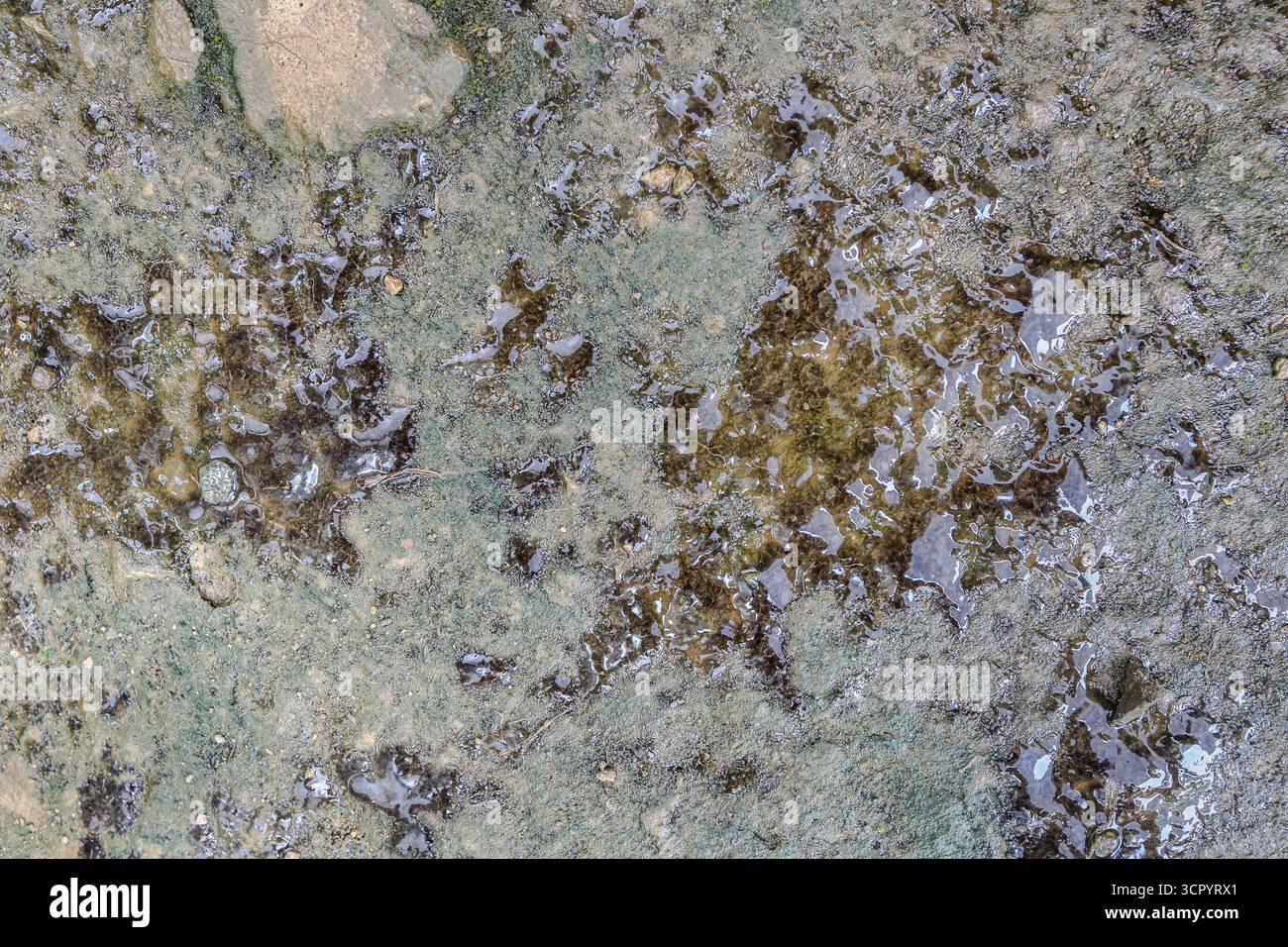 Cyanobacteria fossil hi-res stock photography and images - Alamy