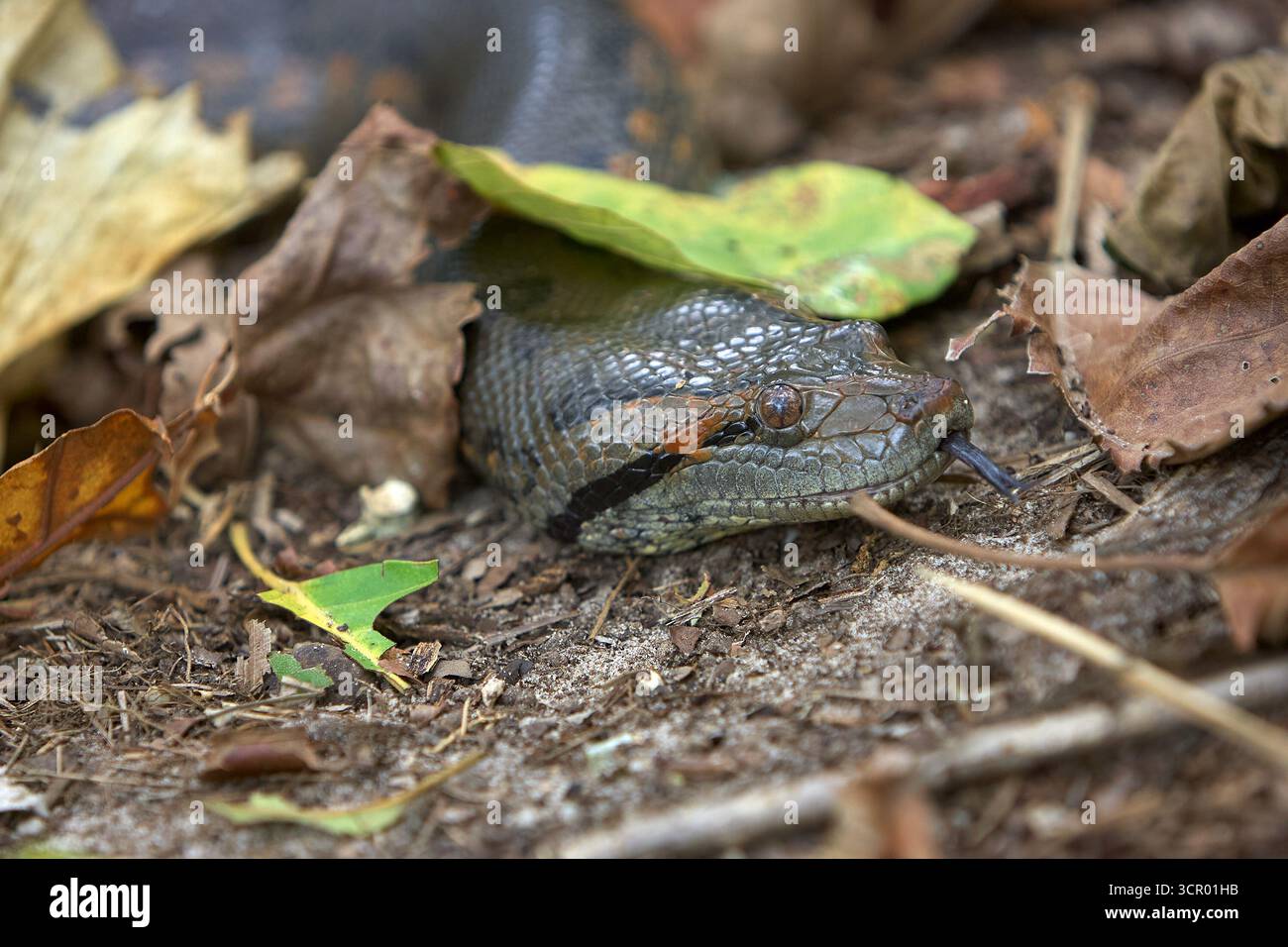 Green Anaconda (Eunectes murinus), one of the largest and heaviest ...