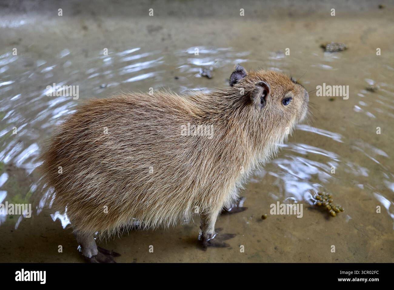 a candid ronsoco(capibara), the gentle giant of the Amazon, roaming ...