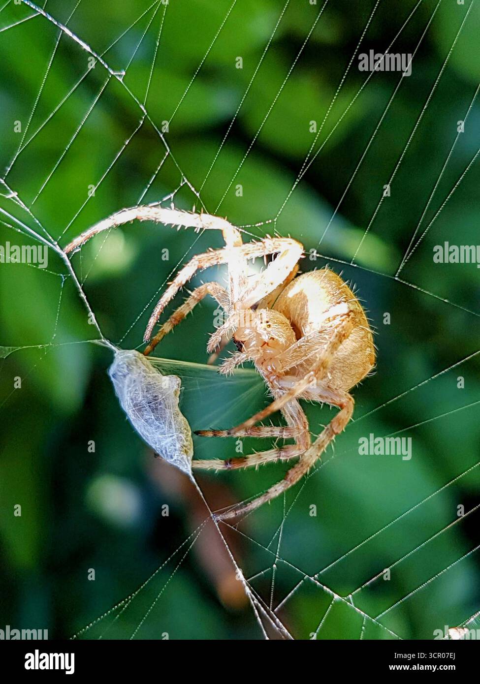 Spider silkwork hi-res stock photography and images - Alamy