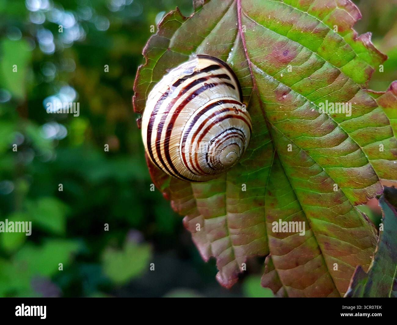 Striped snail macro photography natural light hi-res stock photography ...