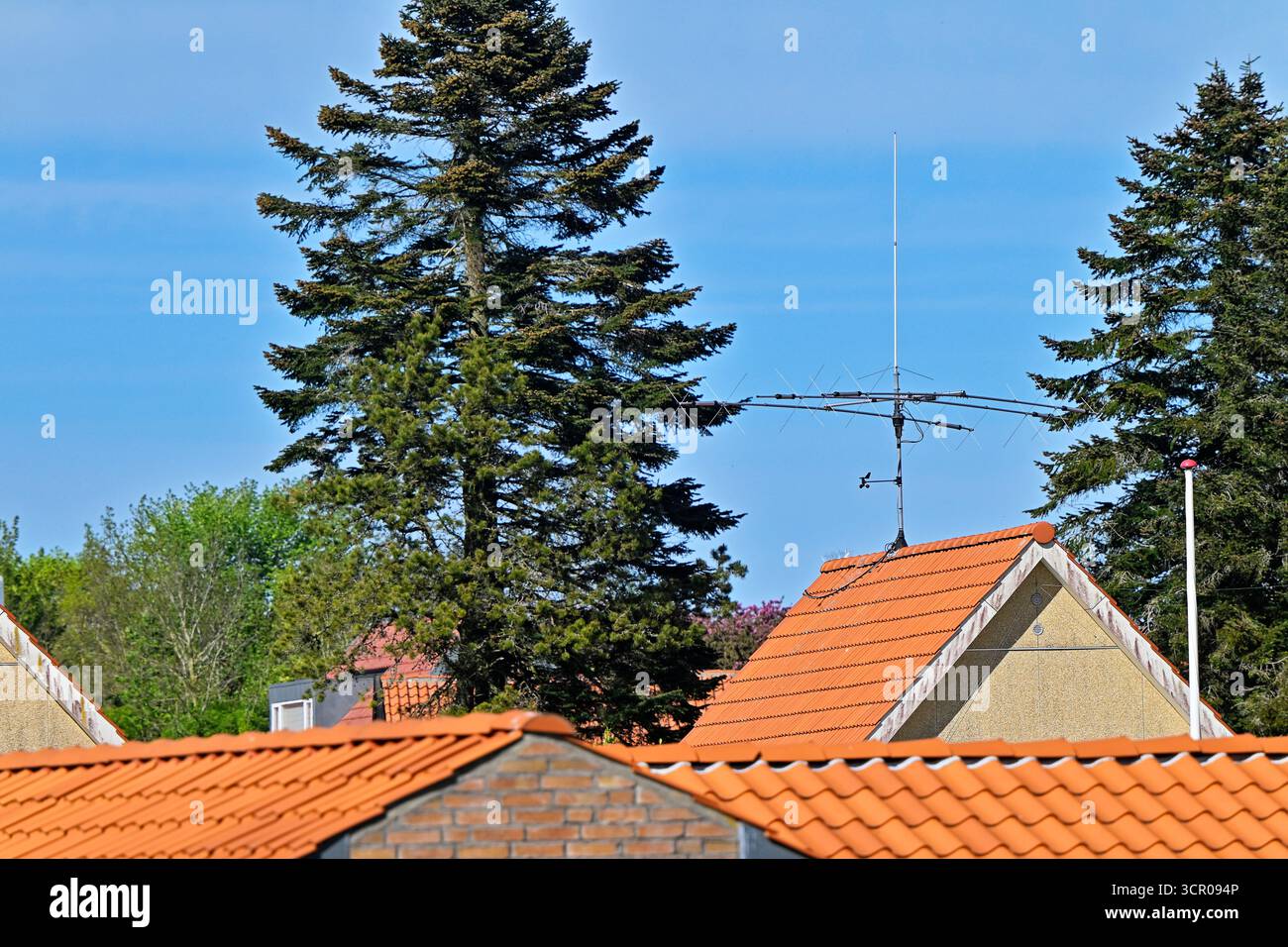 A light brown tiled roof rises beside a tall conifer, crowned by a ...