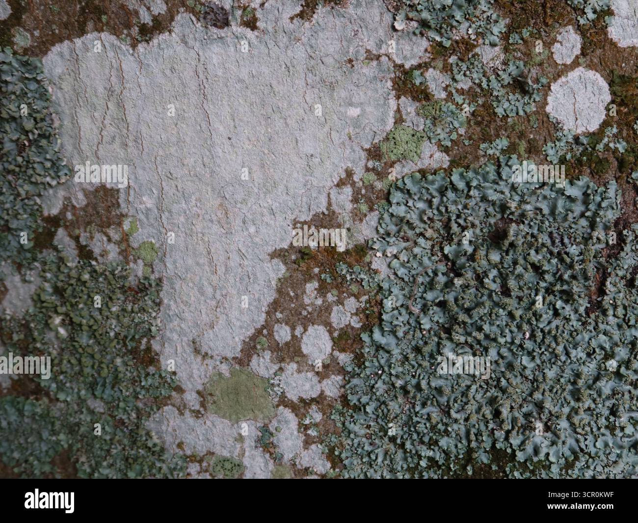 Lichenology: the study of lichens, a symbiotic relationship between ...