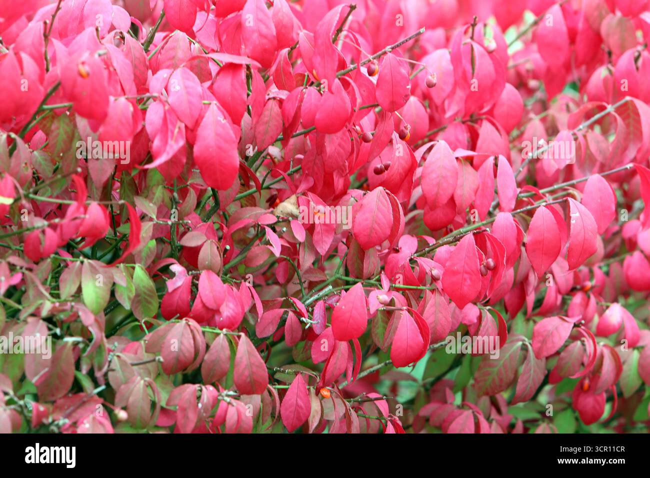 Spindelsträucher im Garten Ein leuchtend roter Flügel-Spindelstrauch im ...