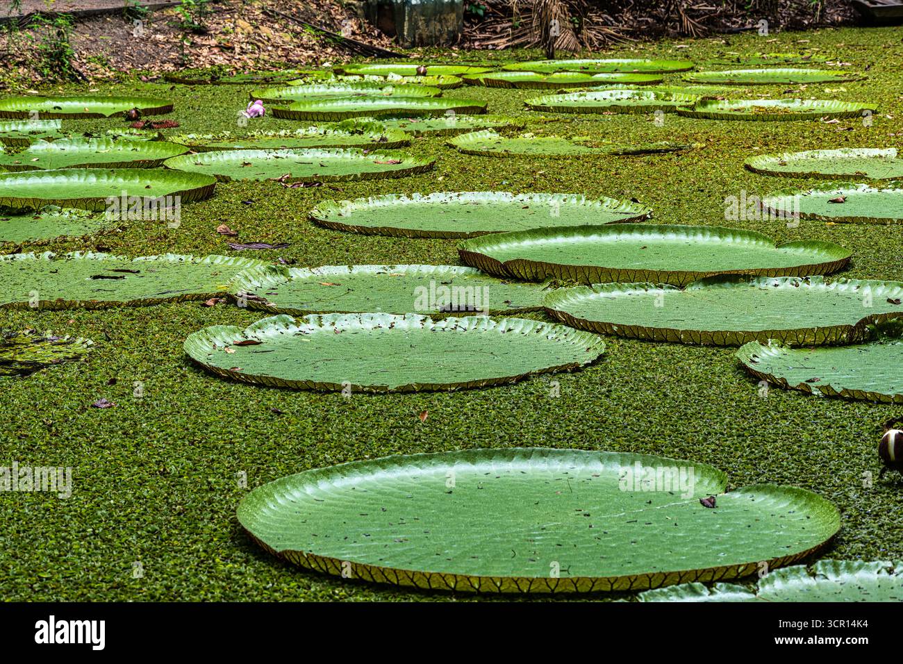 Victoria amazonica flower at Museu da Amazonia, MUSA in Manaus, Brazil ...
