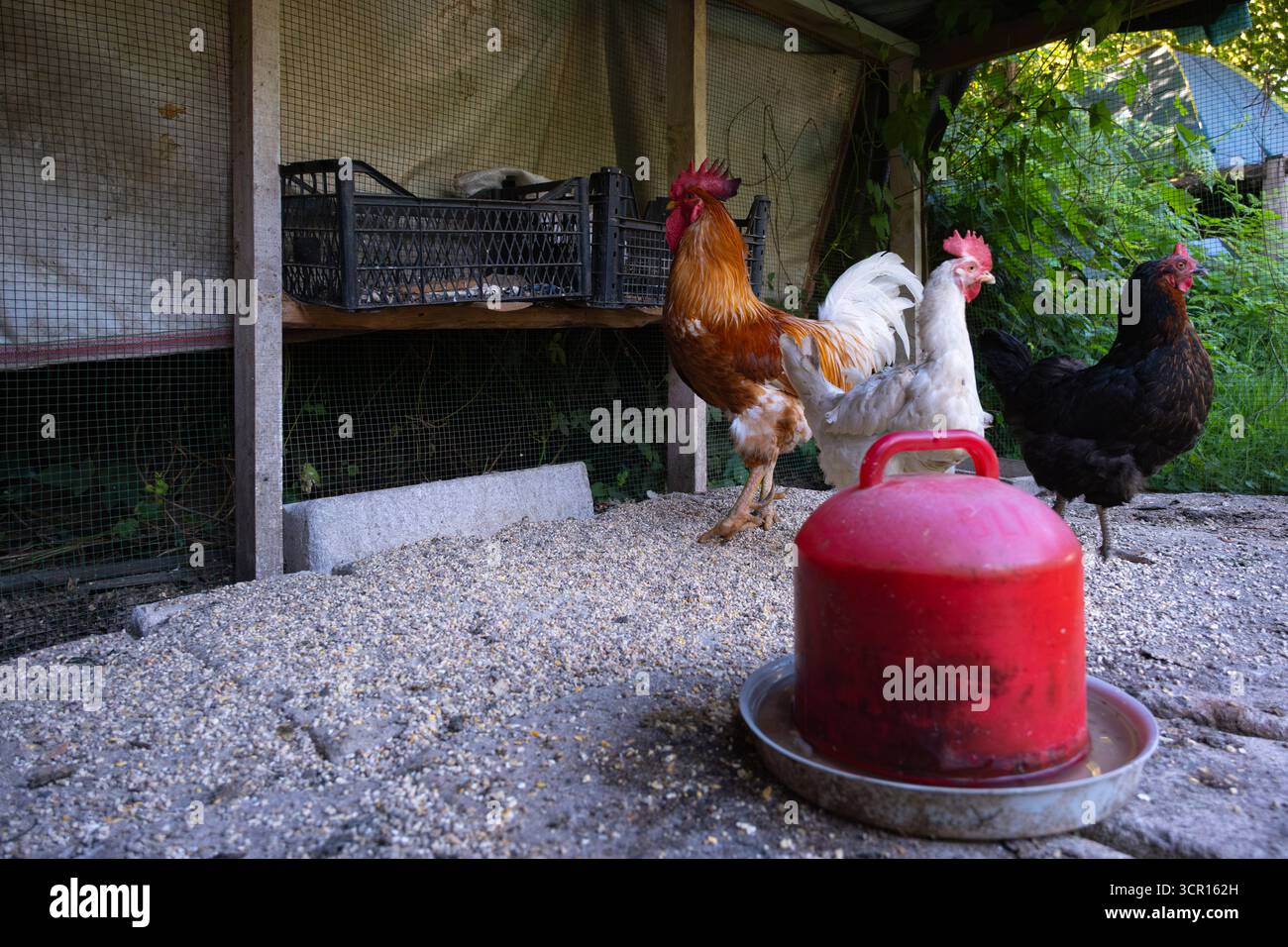 Chickens and a Rooster Inside a Wire Mesh Fenced Coop. Poultry in ...