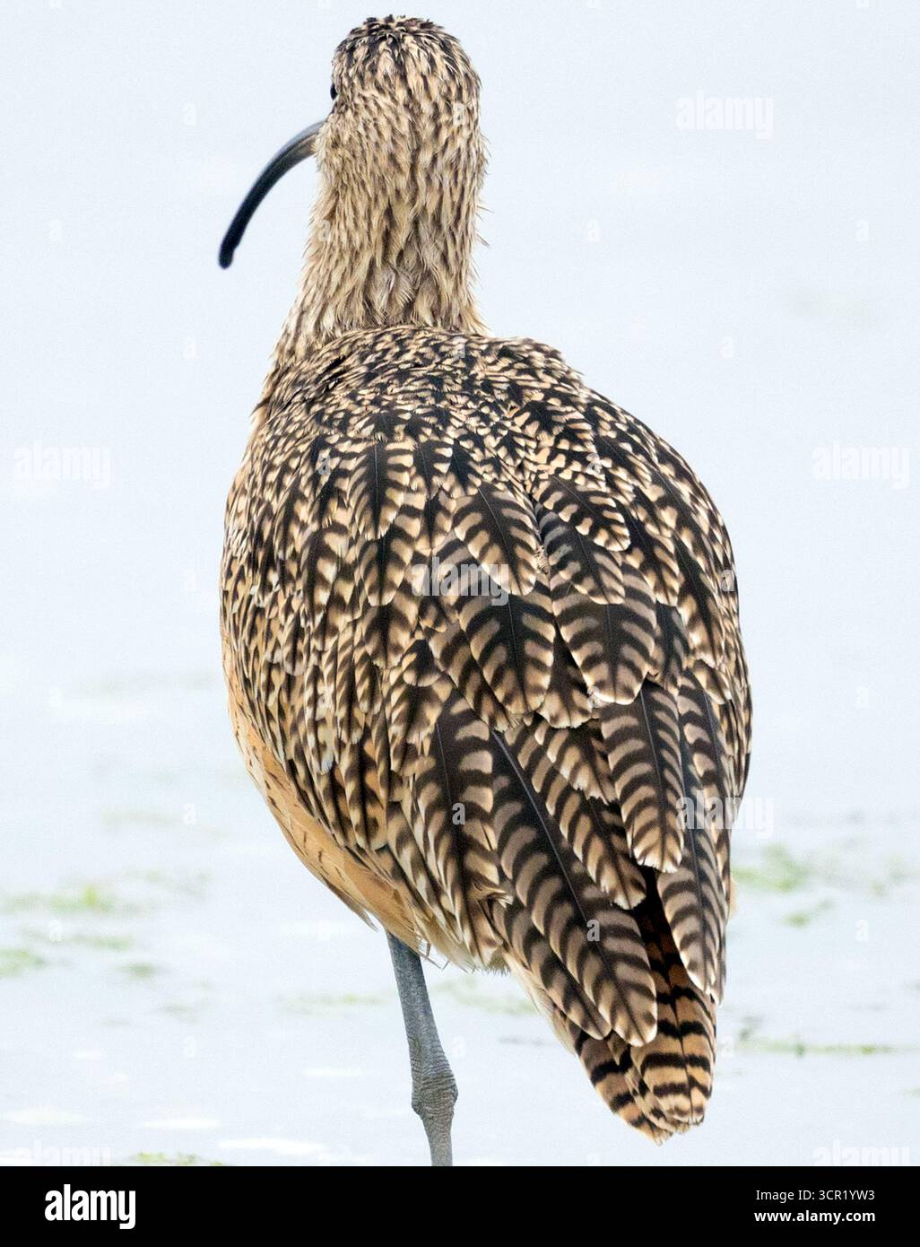 Long billed curlew feather details hi-res stock photography and images ...