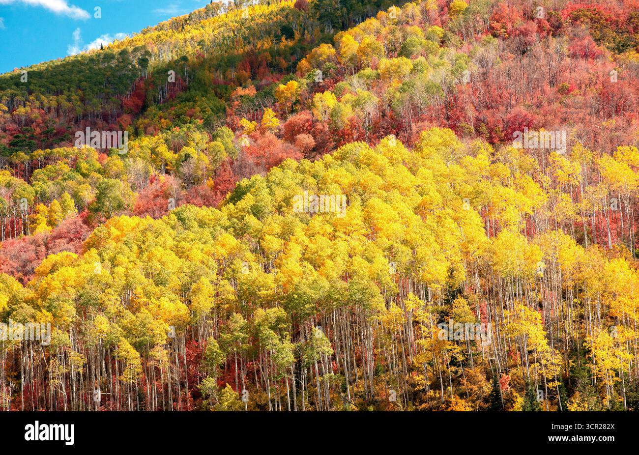 Fall colors erupt in the Manti-La Sal National Forest in western Utah ...