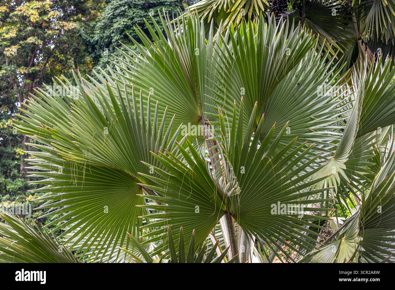 The Singapore Botanic Gardens is a 164-year-old tropical garden located ...