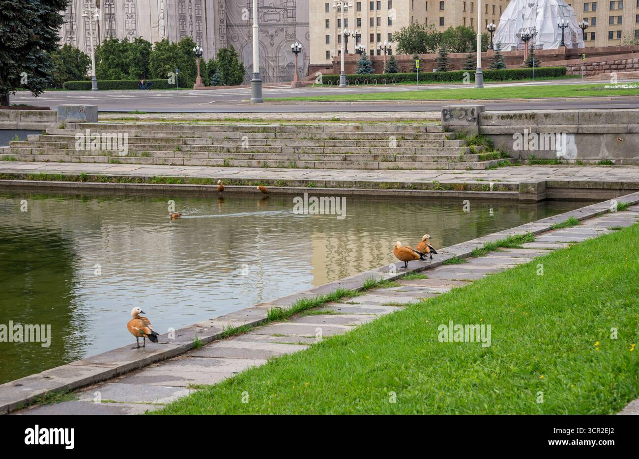 Ducks at Fountain Pond at the Alley of Scientists in Moscow State ...