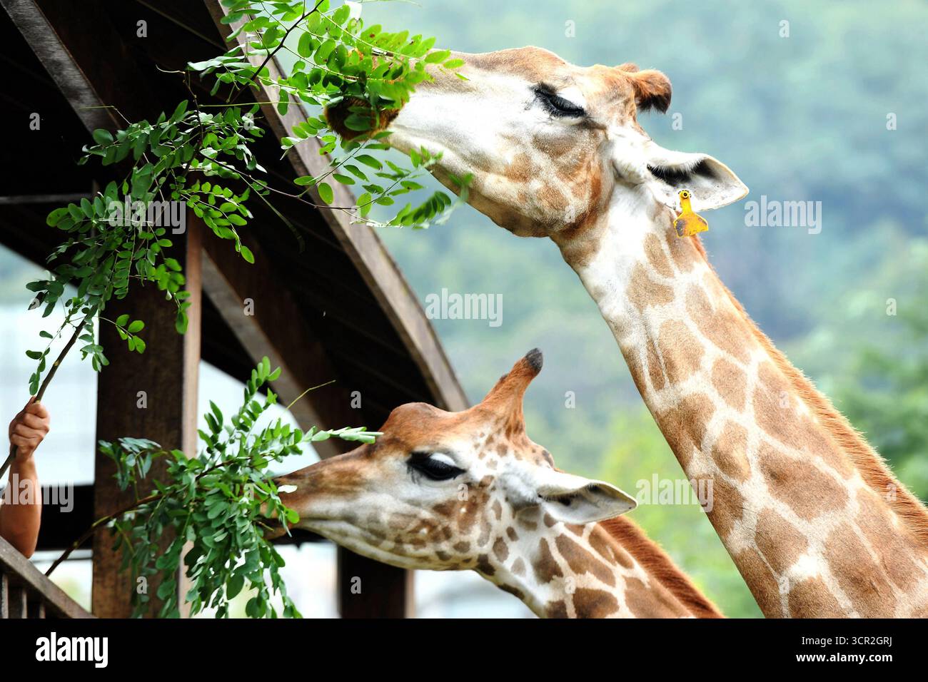 Animals enjoy autumn time at a forest wildlife world in Qingdao City ...