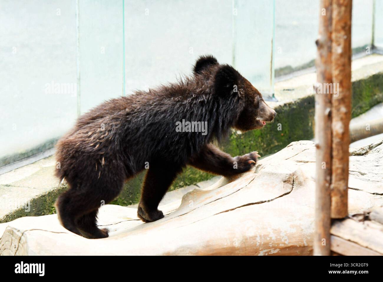 Animals enjoy autumn time at a forest wildlife world in Qingdao City ...