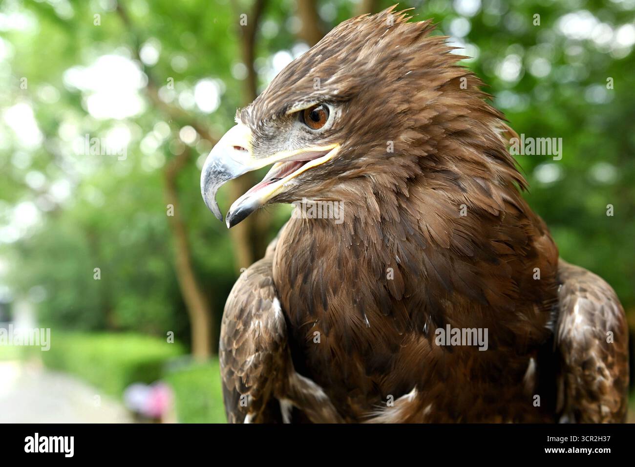 Animals enjoy autumn time at a forest wildlife world in Qingdao City ...