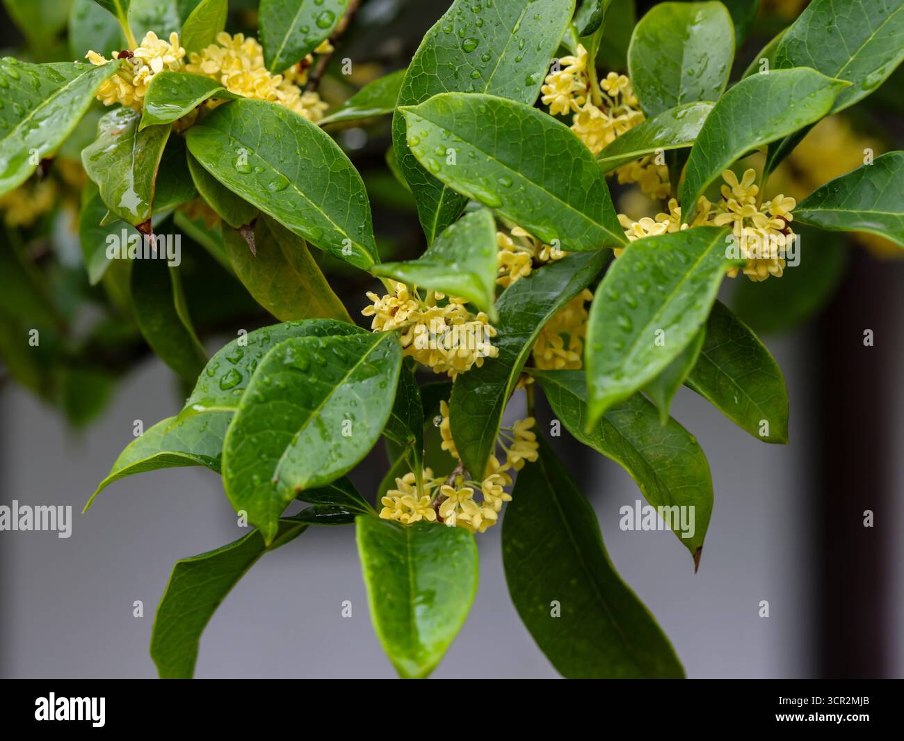 Osmanthus flowers are in full bloom in Huai'an City, east China's ...