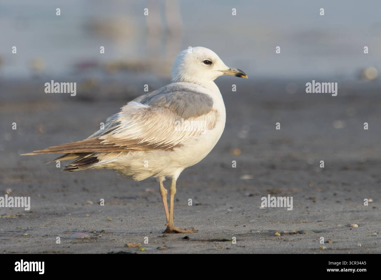 Common Gull (Larus canus) from the family Laridae seen standing on the ...